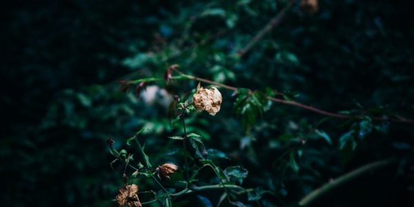 7 Reasons To Choose RAW Format in Photography