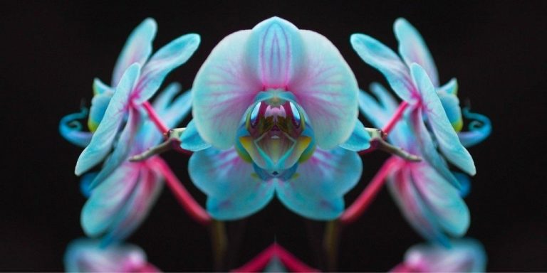 Understanding Color Contrast In Photography In 10 Easy Ways